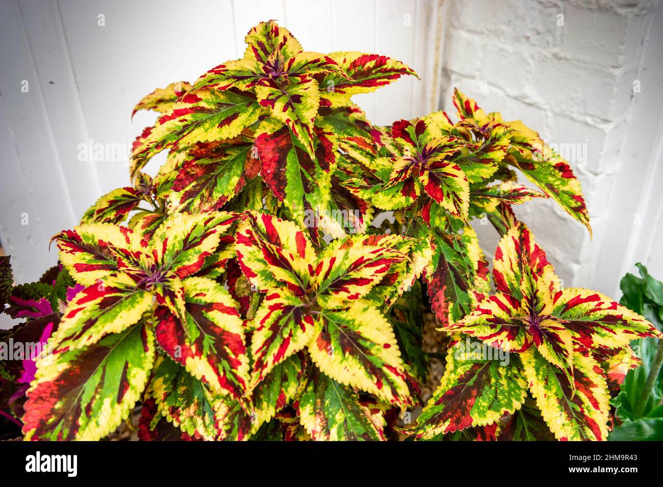 Coleus family hi-res stock photography and images - Alamy