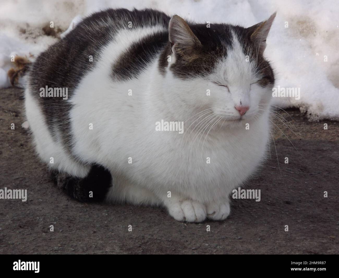 European, domestic cat on the paved driveway of the house Stock Photo ...