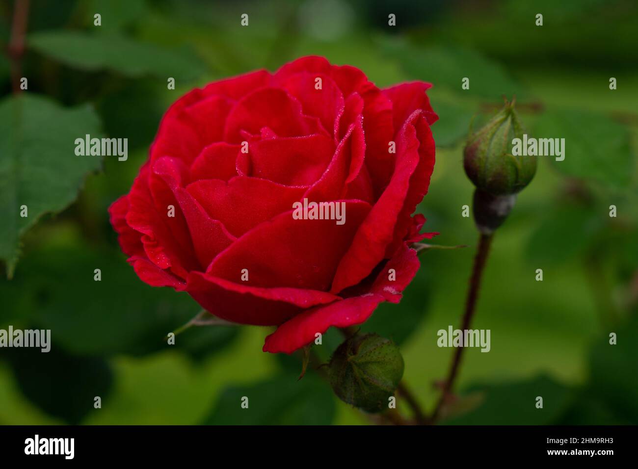 Single red rose with leaves on green background. Perfect flower Stock ...