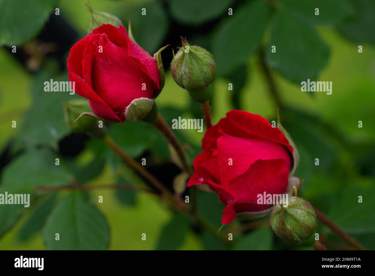 Two beautiful red roses isolated hi-res stock photography and images ...