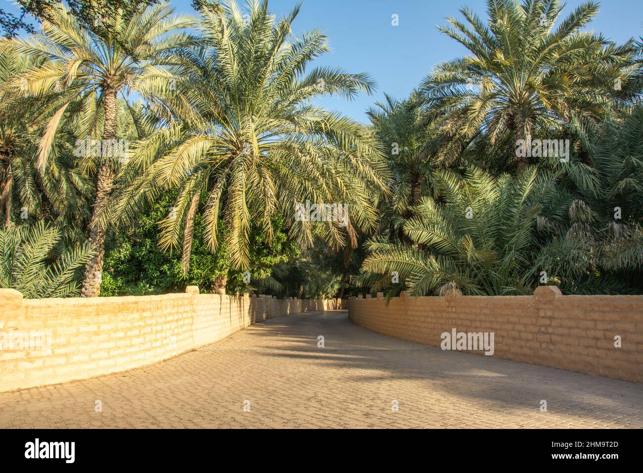 Palm trees at the Al Ain Oasis in the city of Al Ain in the United Arab ...