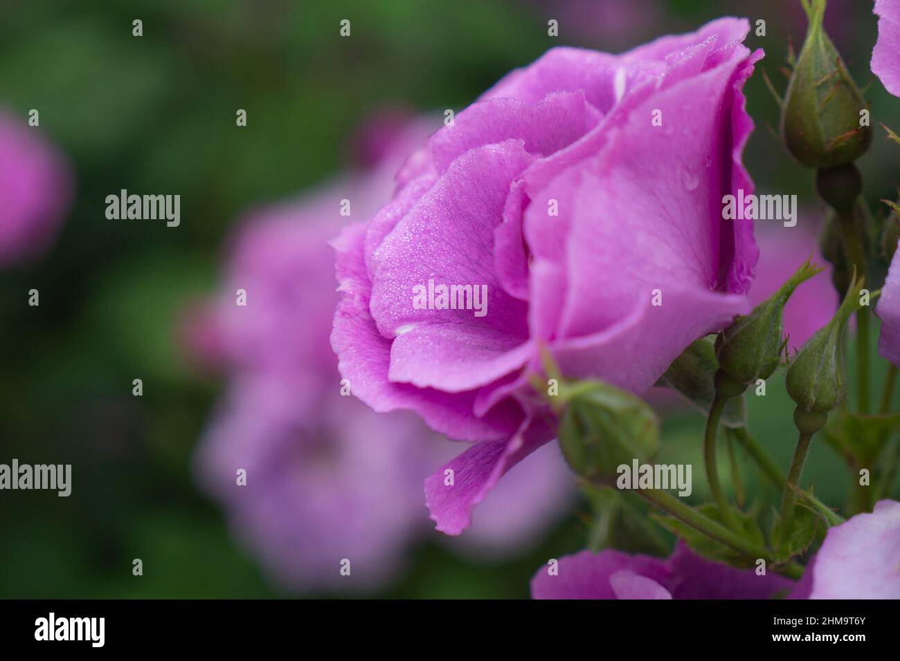 Single lilac rose with button on natural green background. High quality ...