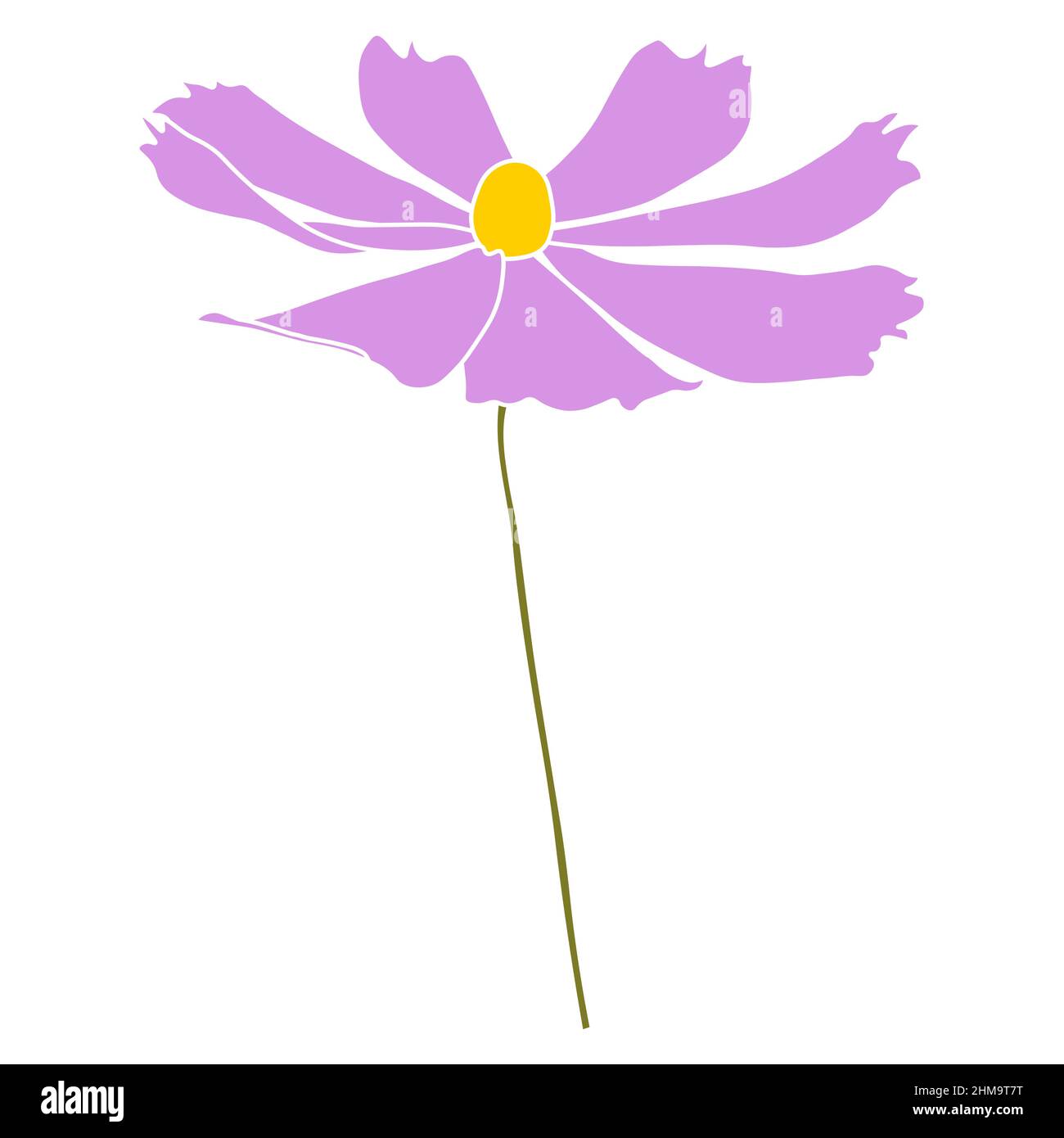 Single cosmos flower vector illustration isolated on white background ...