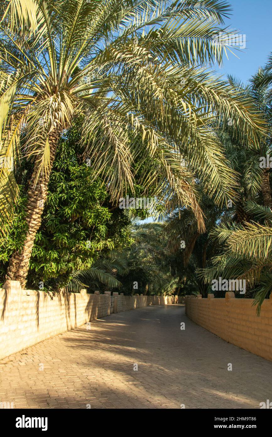 Palm trees at the Al Ain Oasis in the city of Al Ain in the United Arab ...