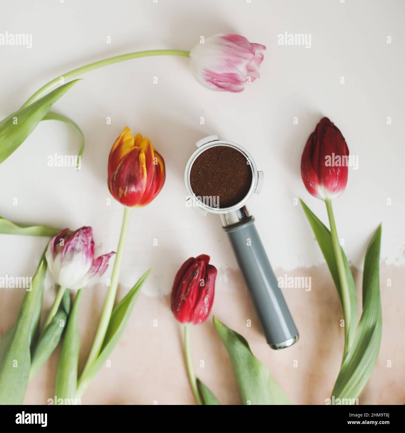 Fresh tulips and metal holder from the coffee machine with ground ...