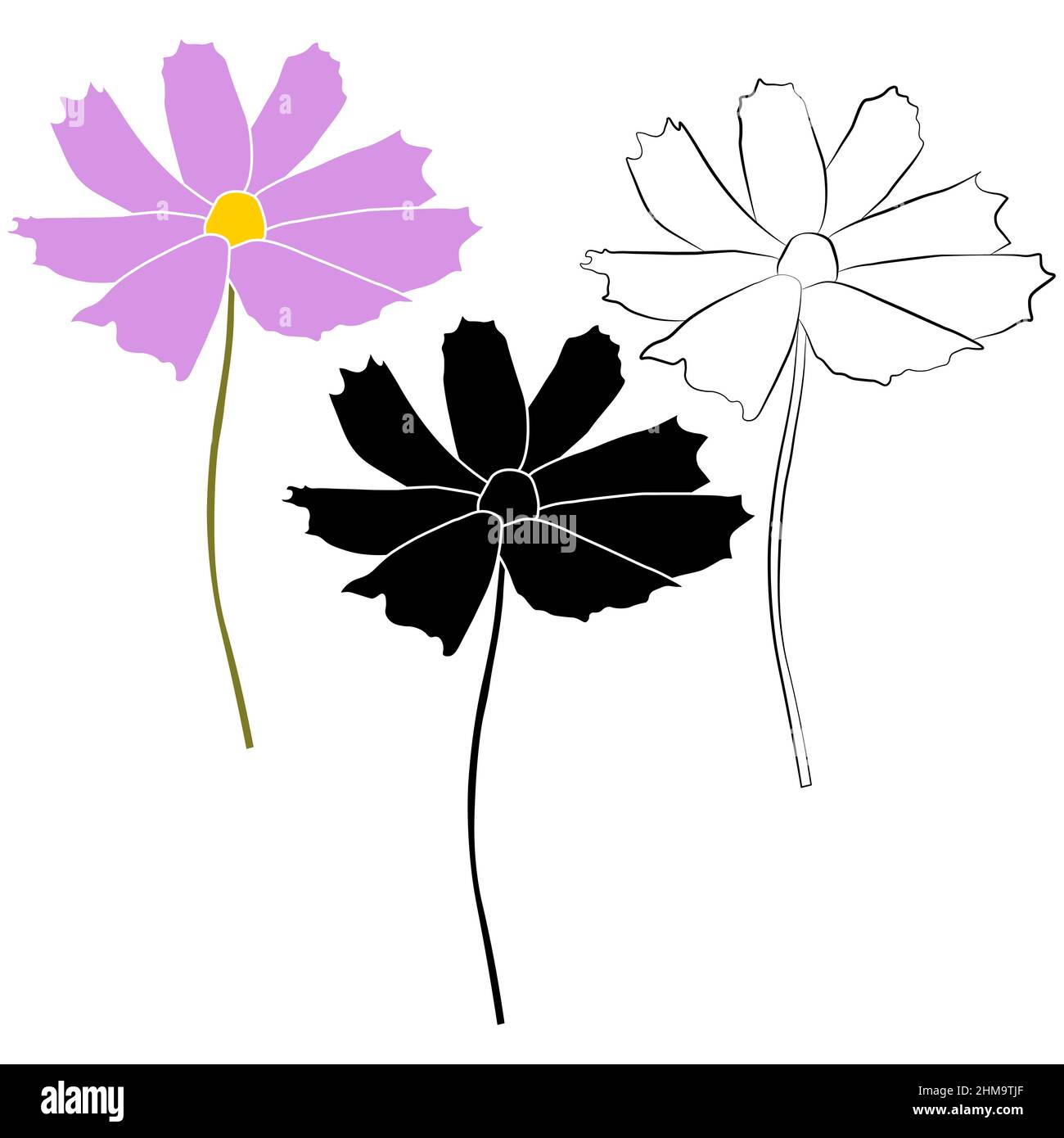 Set of cosmos flower branch vector illustration isolated on white ...