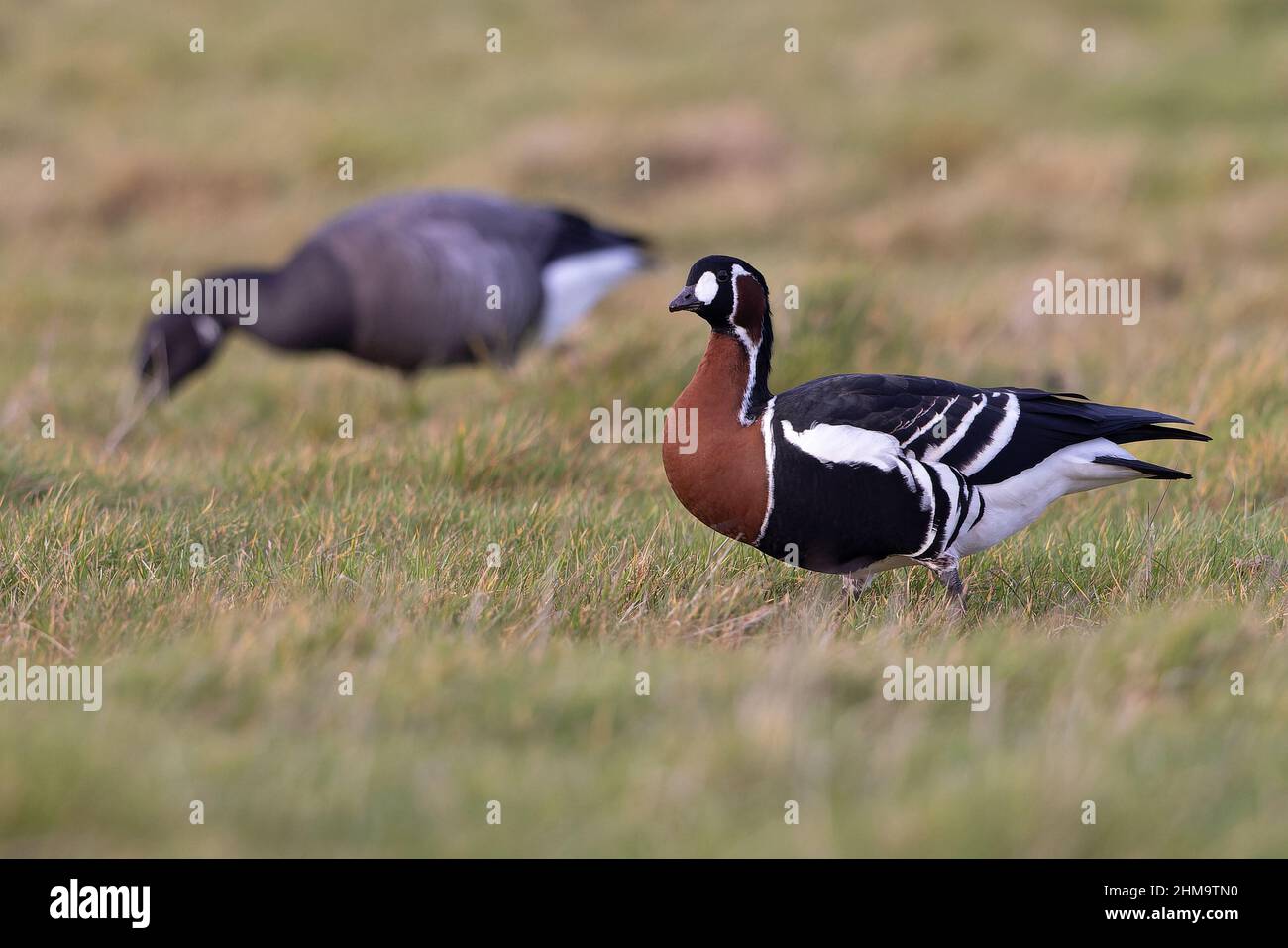 Red breasted goose norfolk hi-res stock photography and images - Alamy