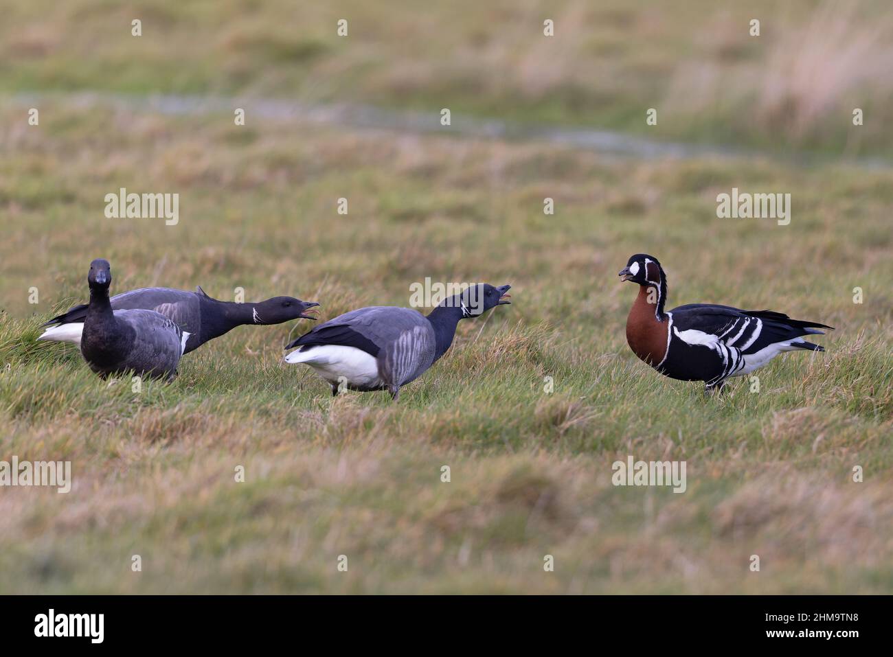 Red-breasted Goose (Branta ruficollis) with agressive Dark-bellied ...