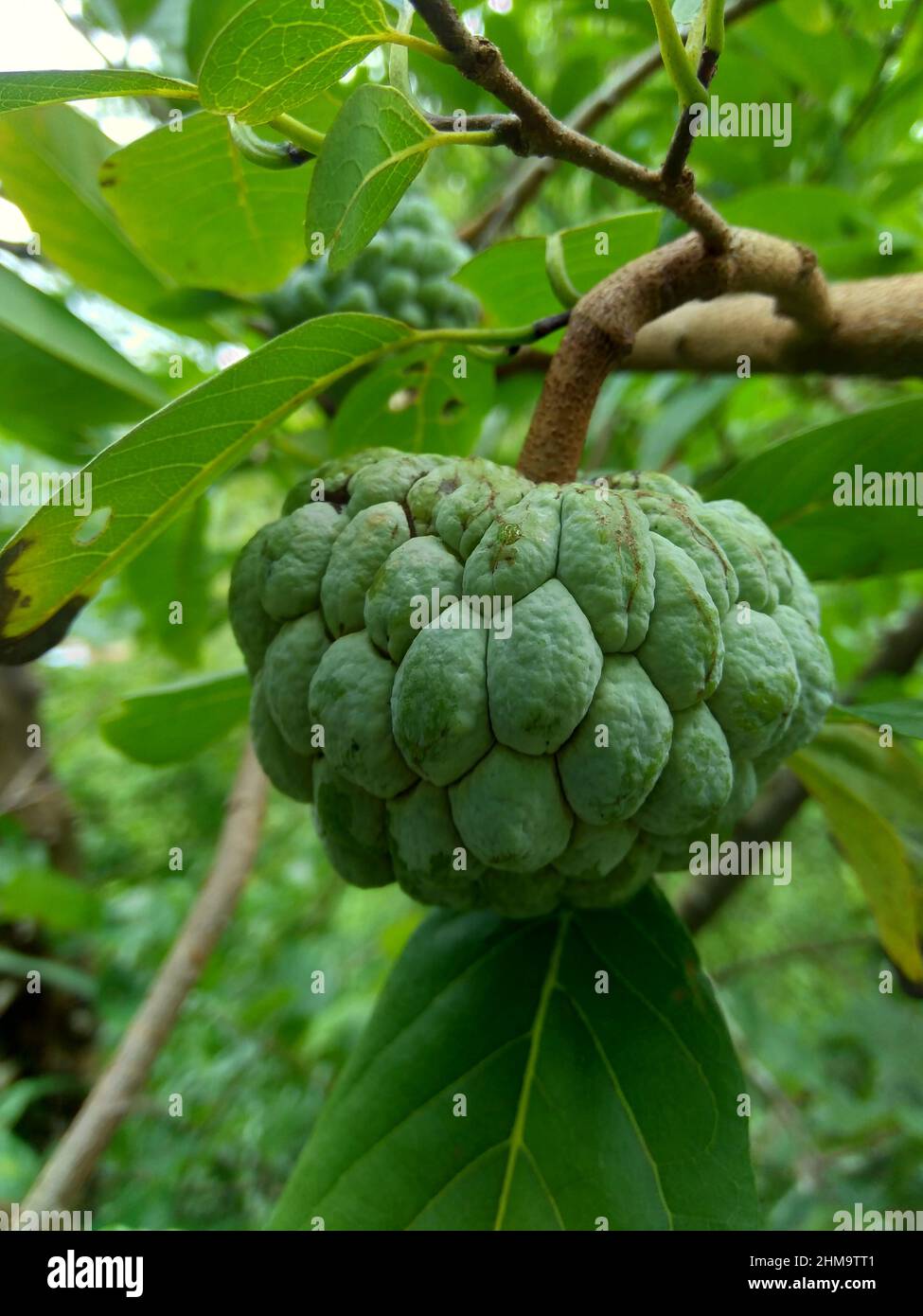 Annona Reticulata Leaves