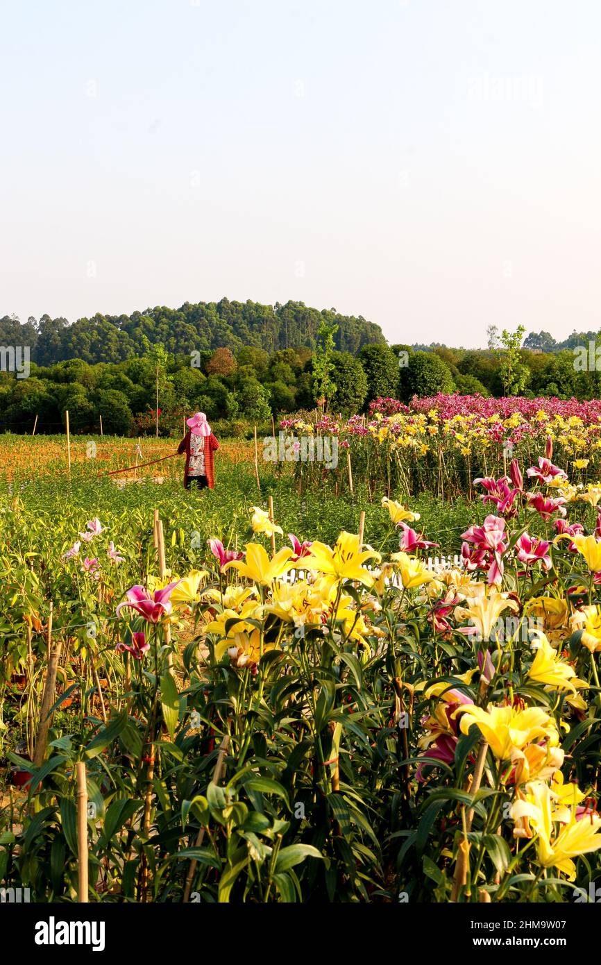 Lilies of the field hi-res stock photography and images - Alamy