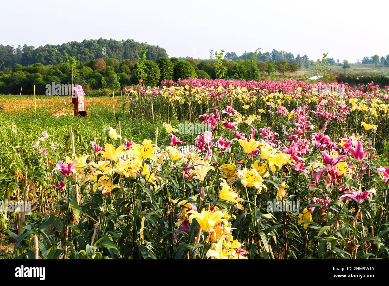 The Teaching Field Of Lilies