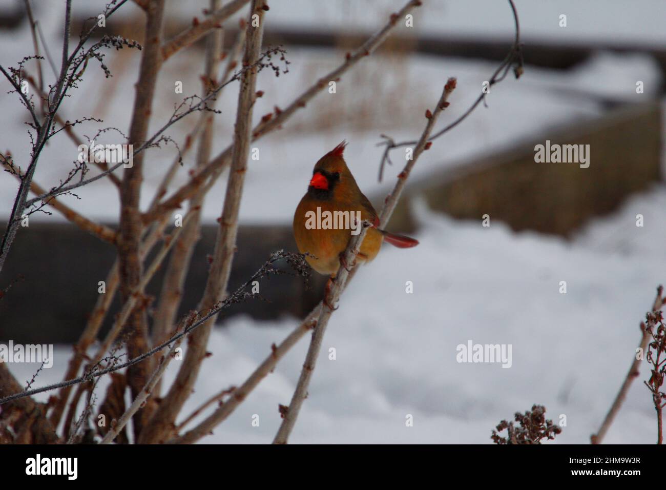 Female cardinal on snowy branch hi-res stock photography and images - Alamy
