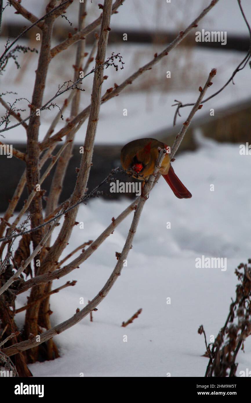 Female Northern Cardinal Against Snow in Winter Stock Photo - Alamy