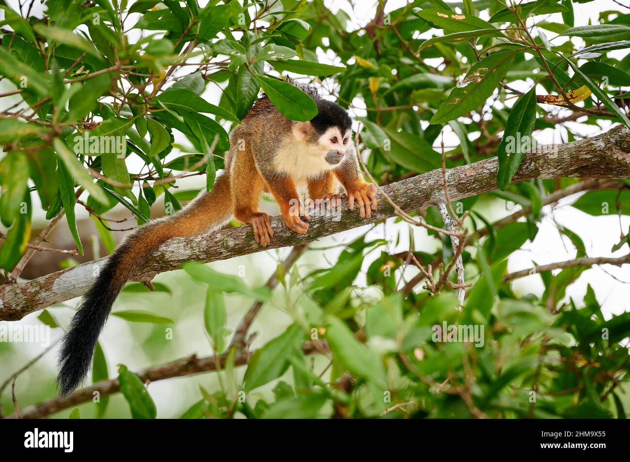 Central American squirrel monkey or red-backed squirrel monkey (Saimiri ...