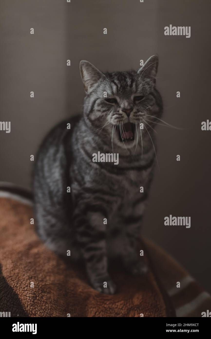 funny tabby scottish straight domestic cat yawns. funny photo Stock ...