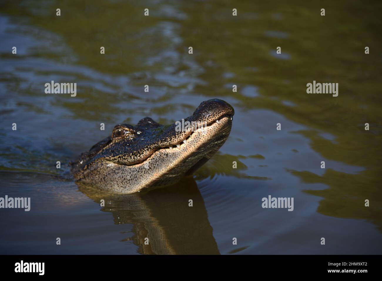 Alligator Emerges from the Swamp Stock Photo - Alamy