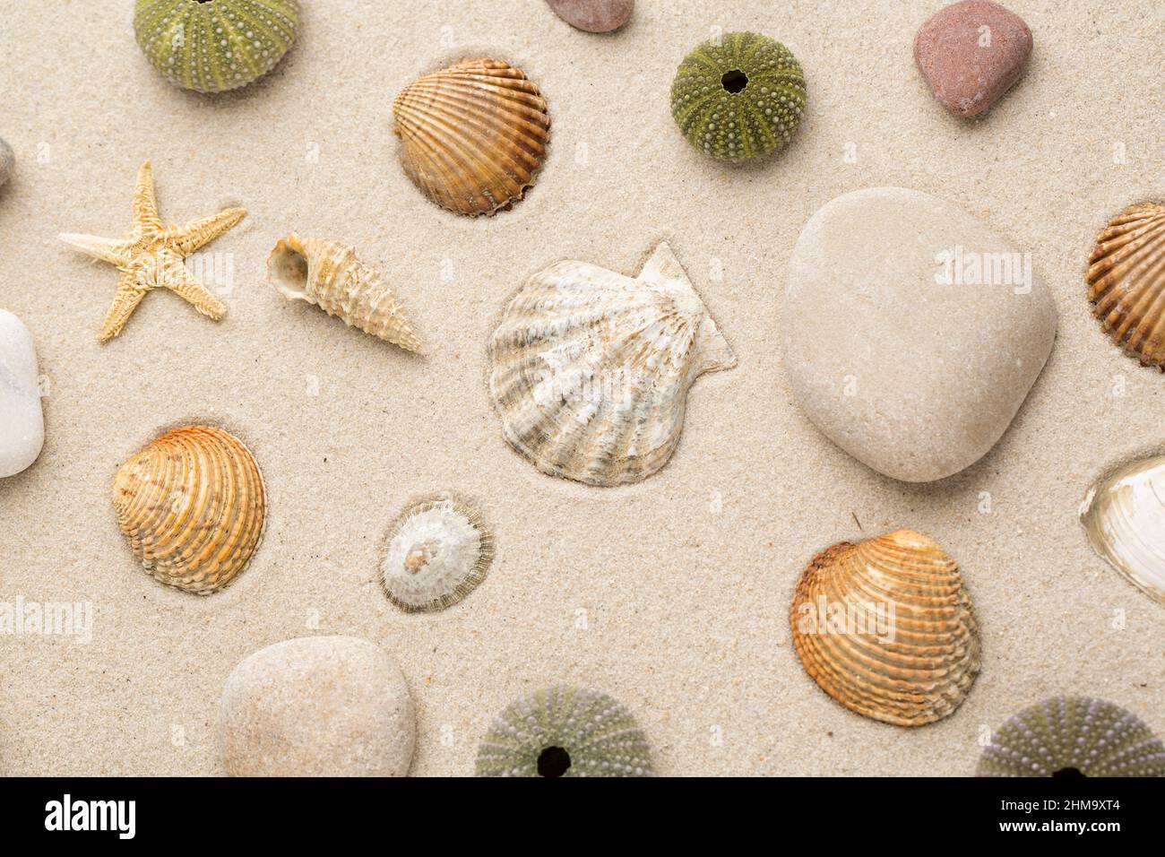 Sea beach sand background with seashells pebble and starfish Stock ...