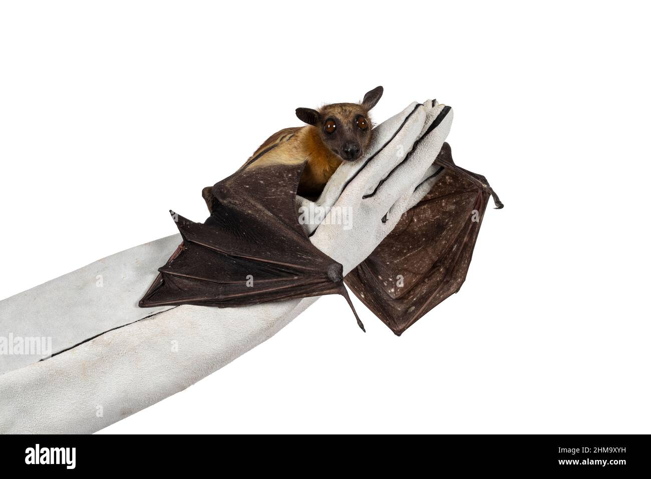 Young adult flying fox, fruit bat aka Megabat of chiroptera, being helt ...