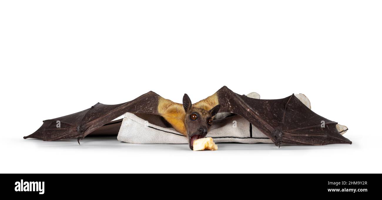 Australian Flying Fox Eaten By Snake