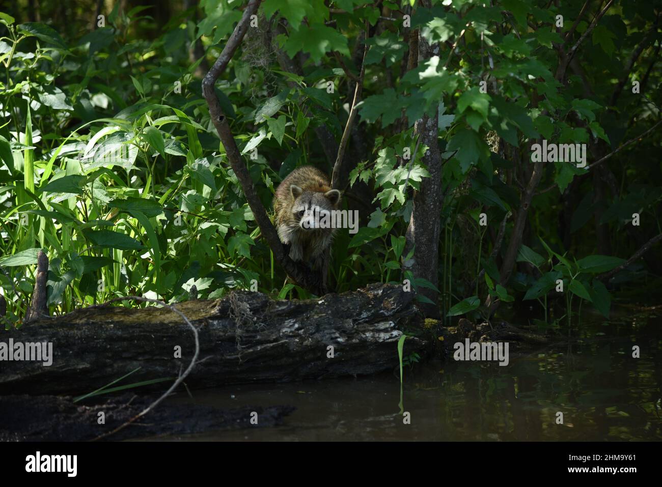 Raccoon swamp hi-res stock photography and images - Alamy