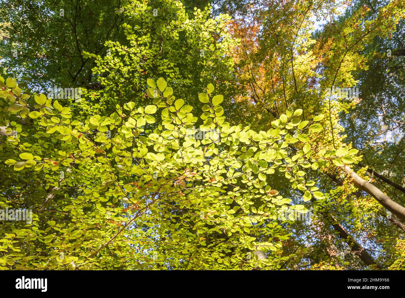 texture of beech tree canopy Stock Photo - Alamy