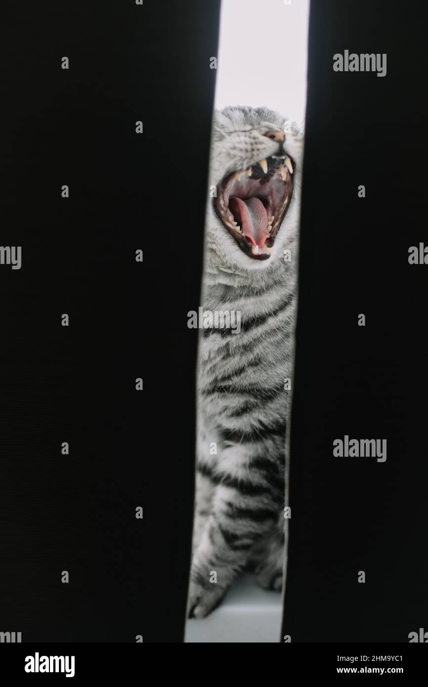 funny tabby scottish straight domestic cat yawns. funny photo Stock ...
