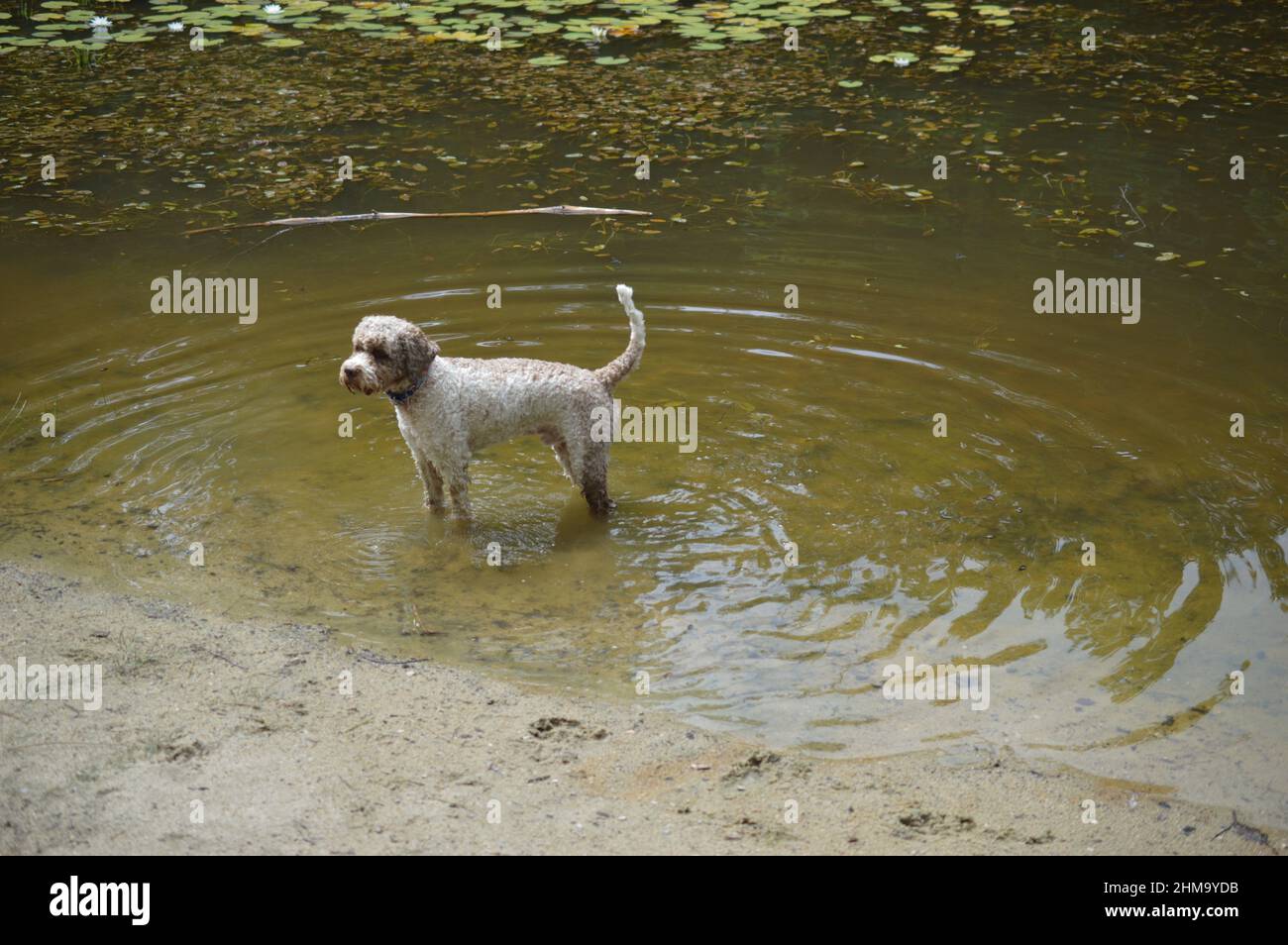 Forst dog hi-res stock photography and images - Alamy