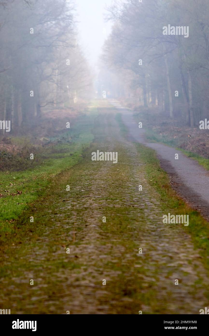 Forest of arenberg hi-res stock photography and images - Alamy