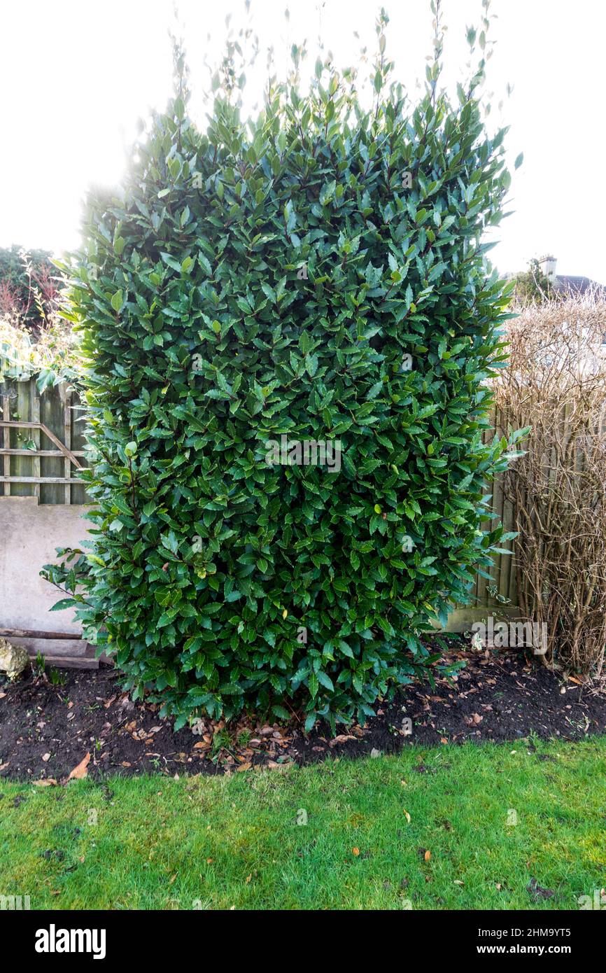 Laurus nobilis or Bay Laurel or Bay tree a hardy evergreen shrub plant ...