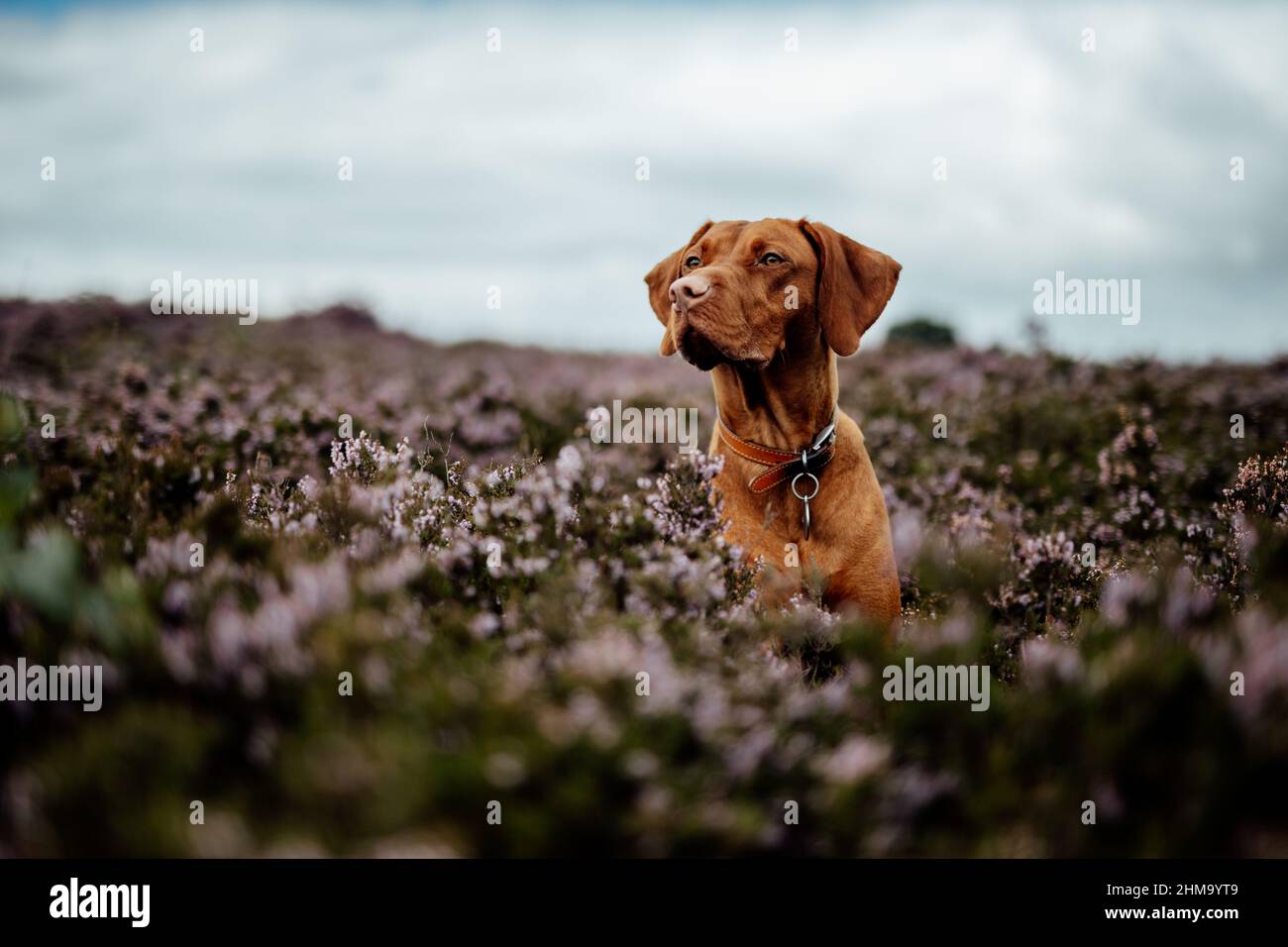 German gun dog hi-res stock photography and images - Alamy