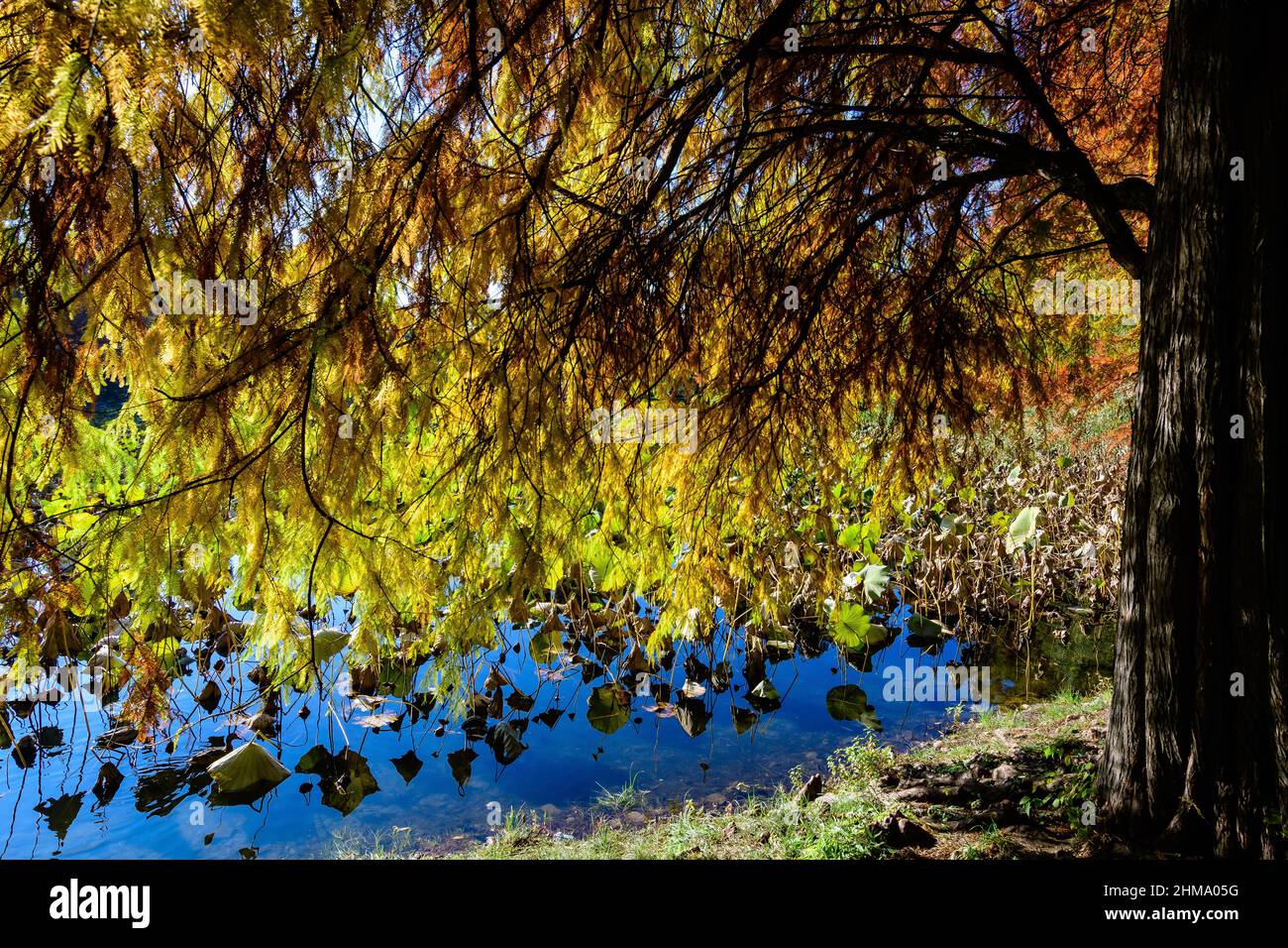 Autumn landscape with dried green leafs of water lily (Nymphaeaceae ...