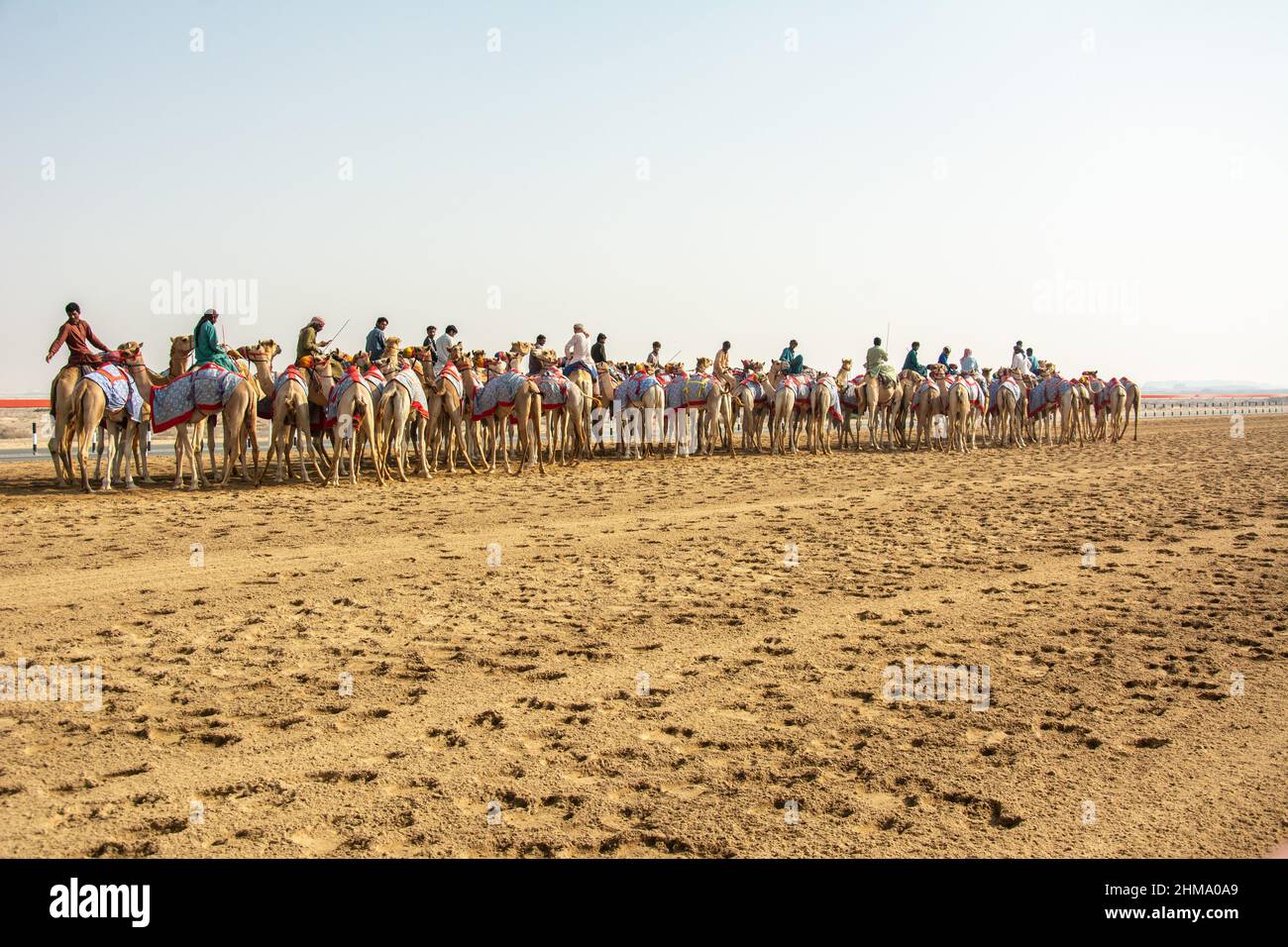 Al wathba camel race track hi-res stock photography and images - Alamy