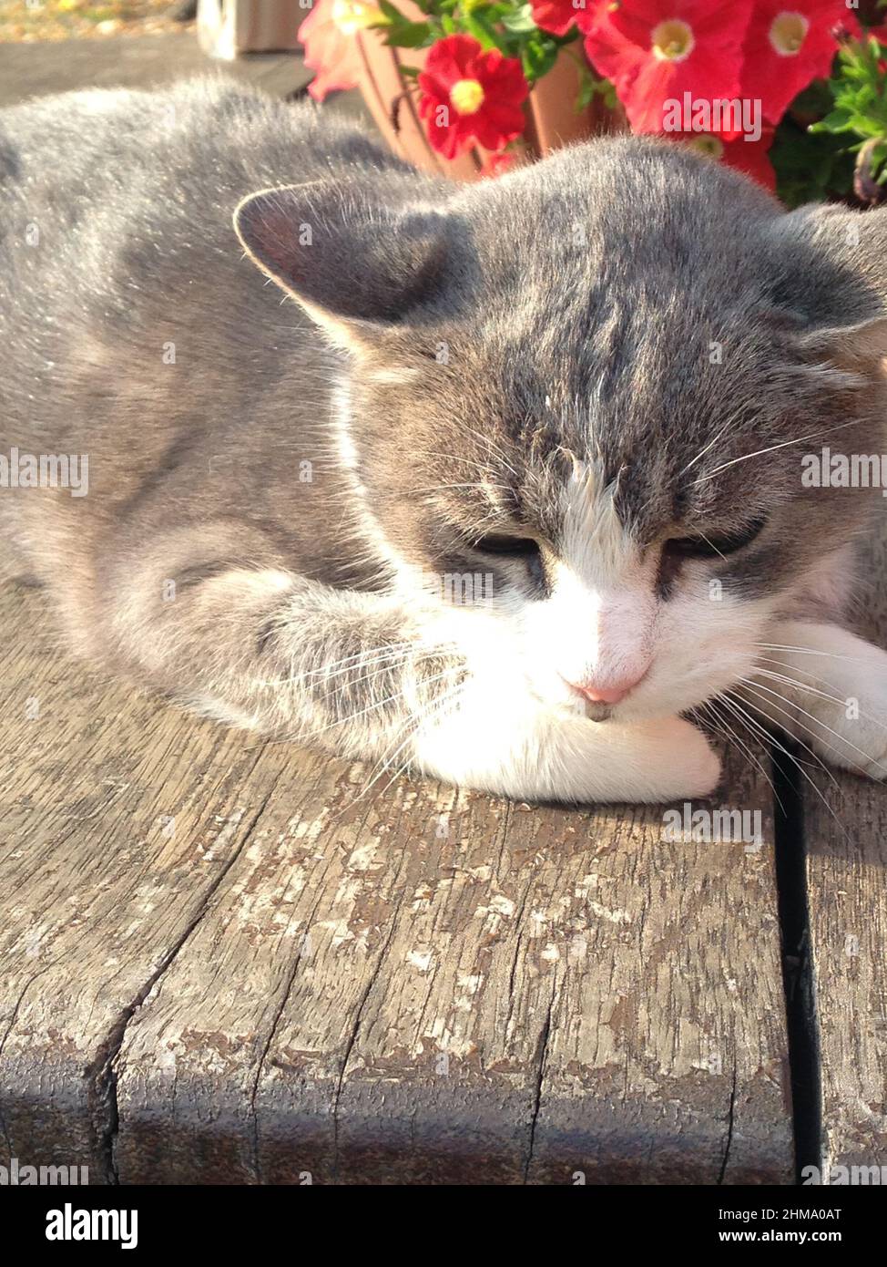 Kitty jung hi-res stock photography and images - Alamy