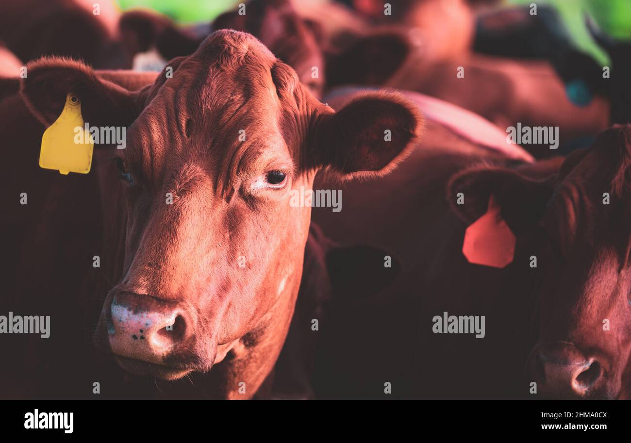 Close up cow face. Cattle farming, breeding, milk and meat production ...