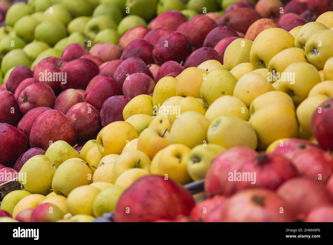 Green, yellow and red apples background. Fresh apples variety grown in ...