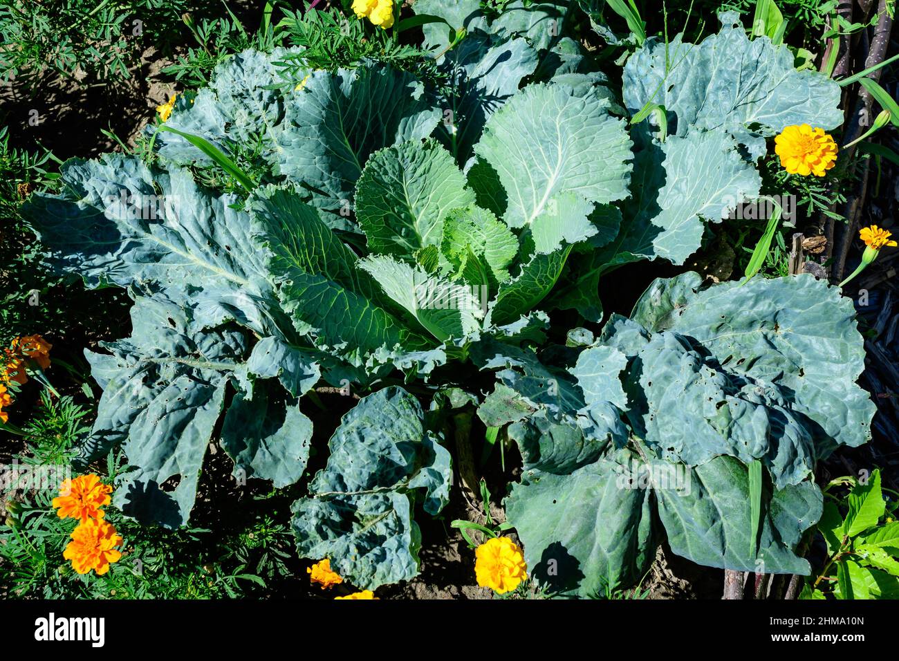 Large group of fresh green cabbage in an organic garden, with small ...