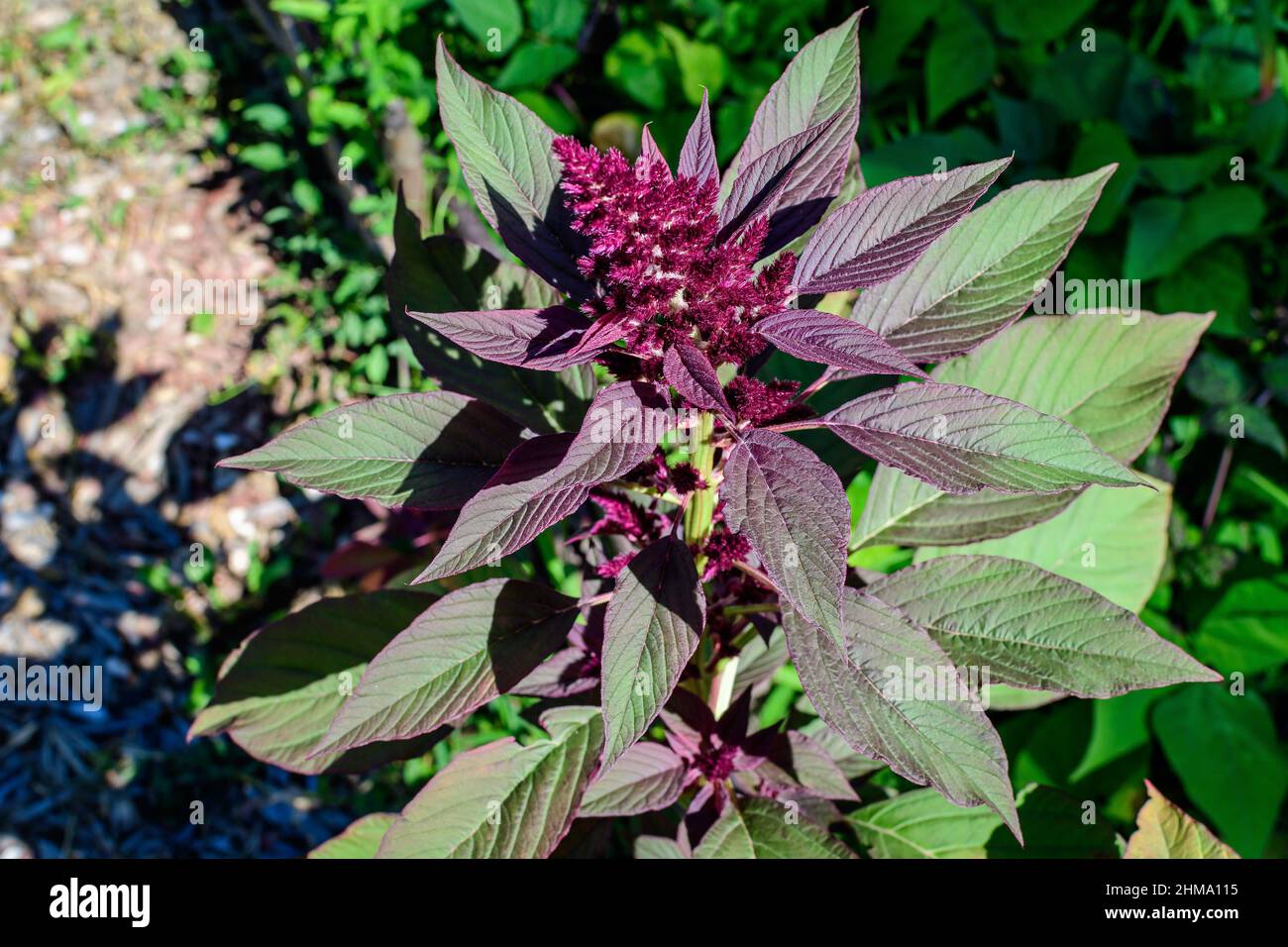 Close up of purple flowers of Amaranthus, commonly known as amaranth ...