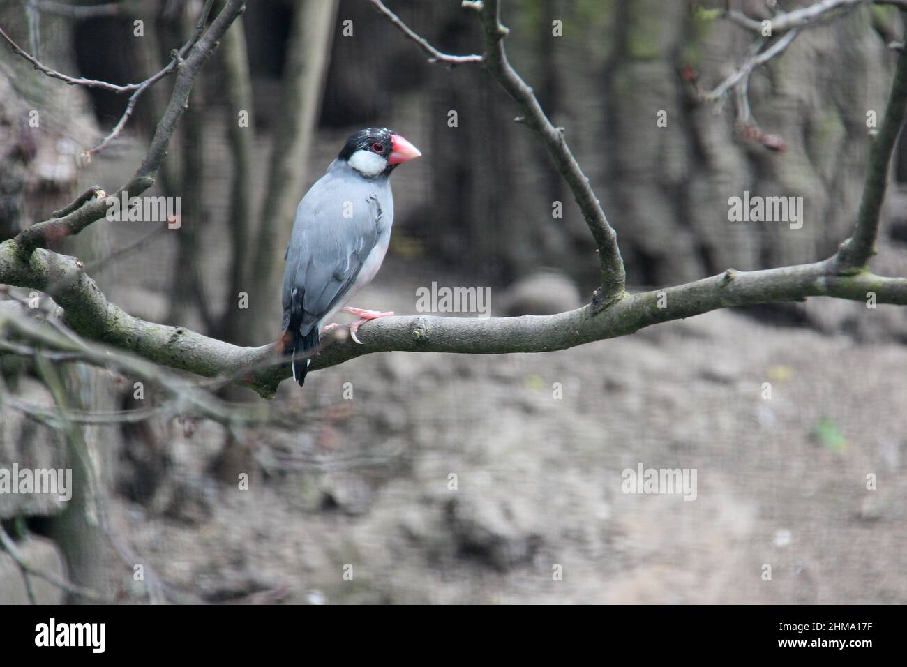 Oiseau de zoo hi-res stock photography and images - Alamy