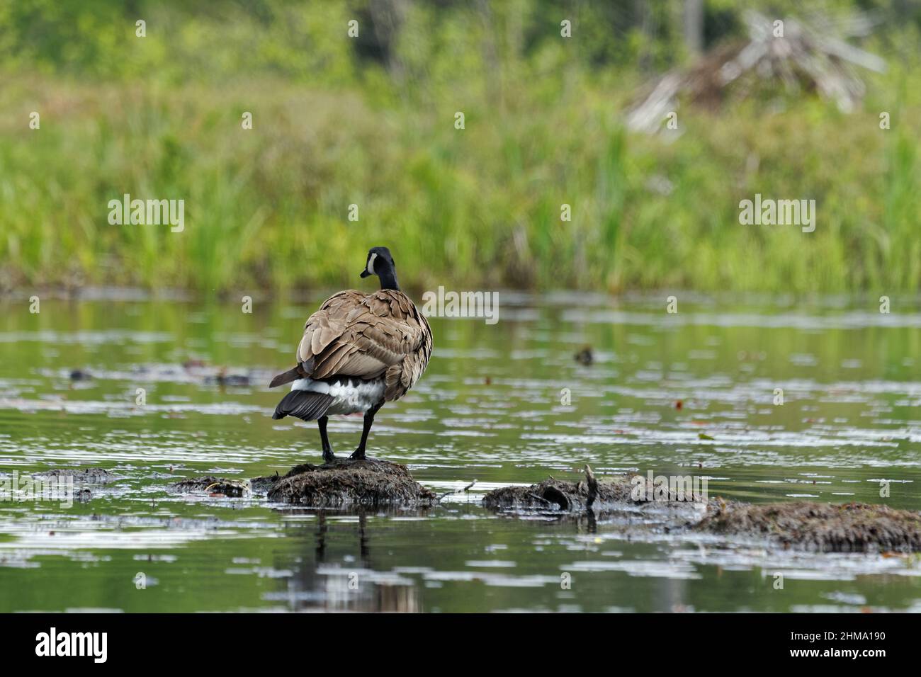 The back of a Canada goose standing on a lump of land. Quebec,Canada ...