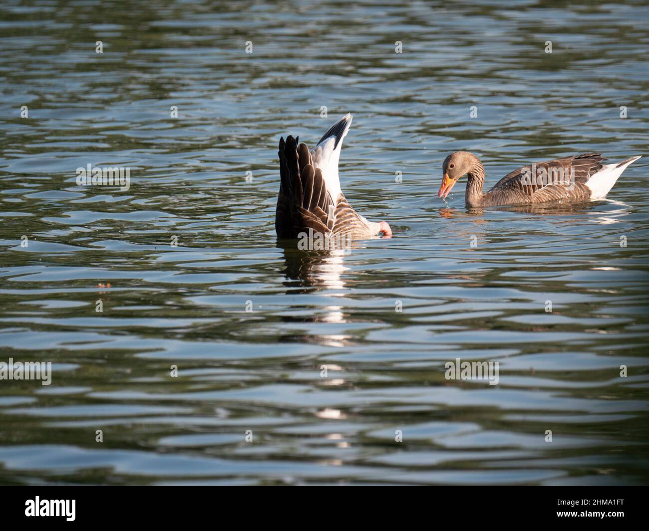 Goose head water under hi-res stock photography and images - Alamy