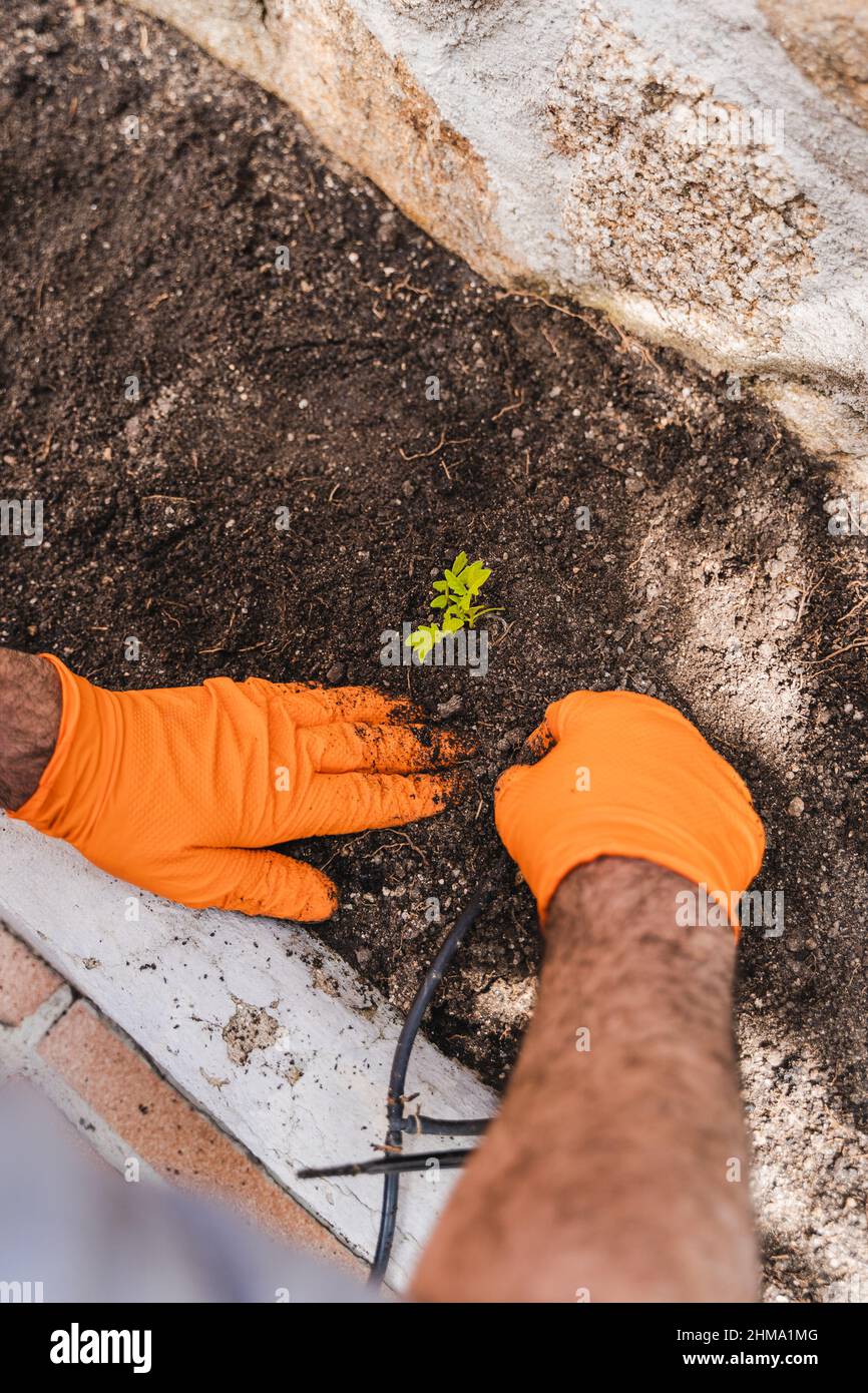 From above of crop anonymous gardener in gloves planting green seeding ...