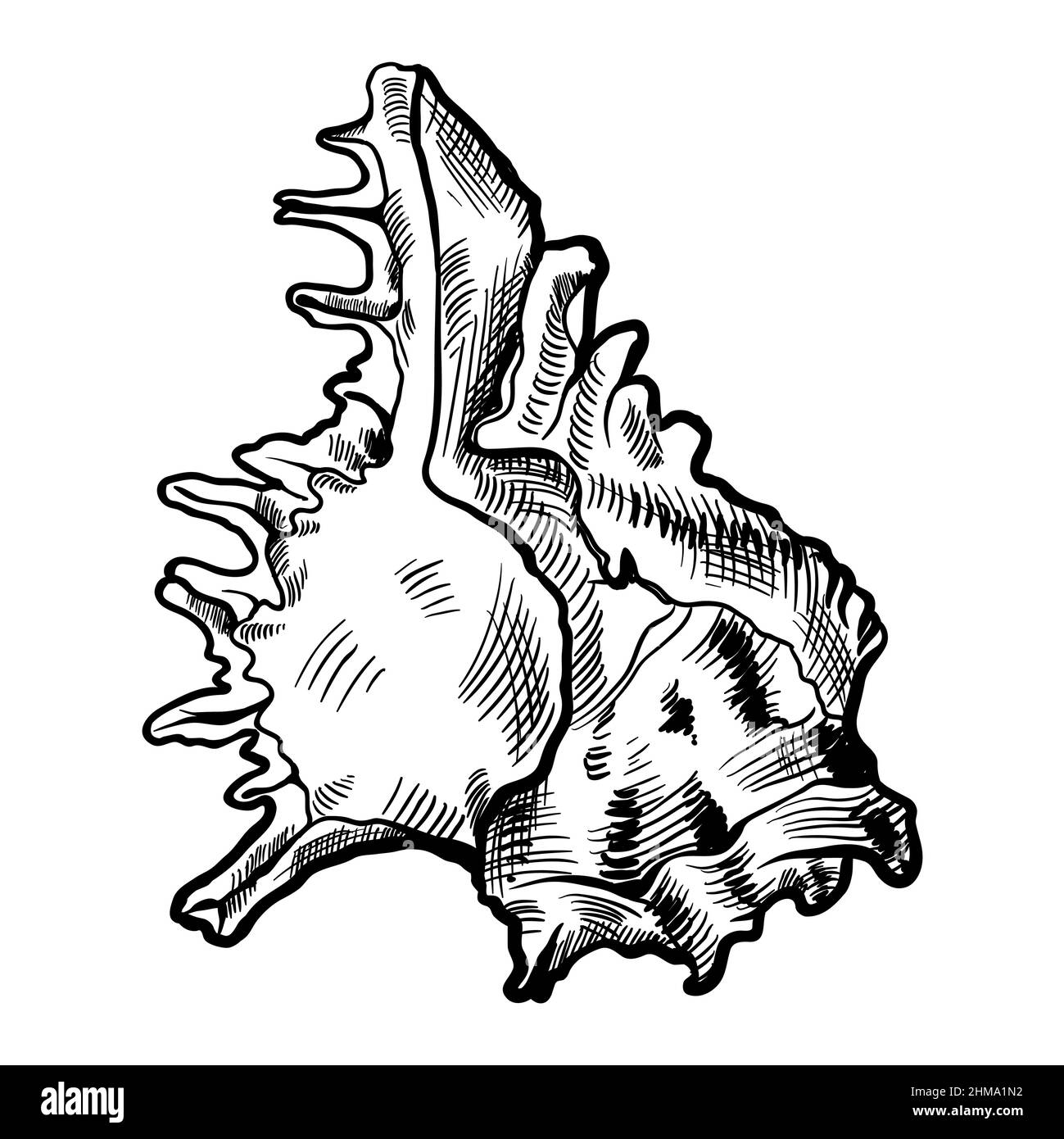 Stylized illustration of shell. Marine fauna and wildlife Stock Vector ...