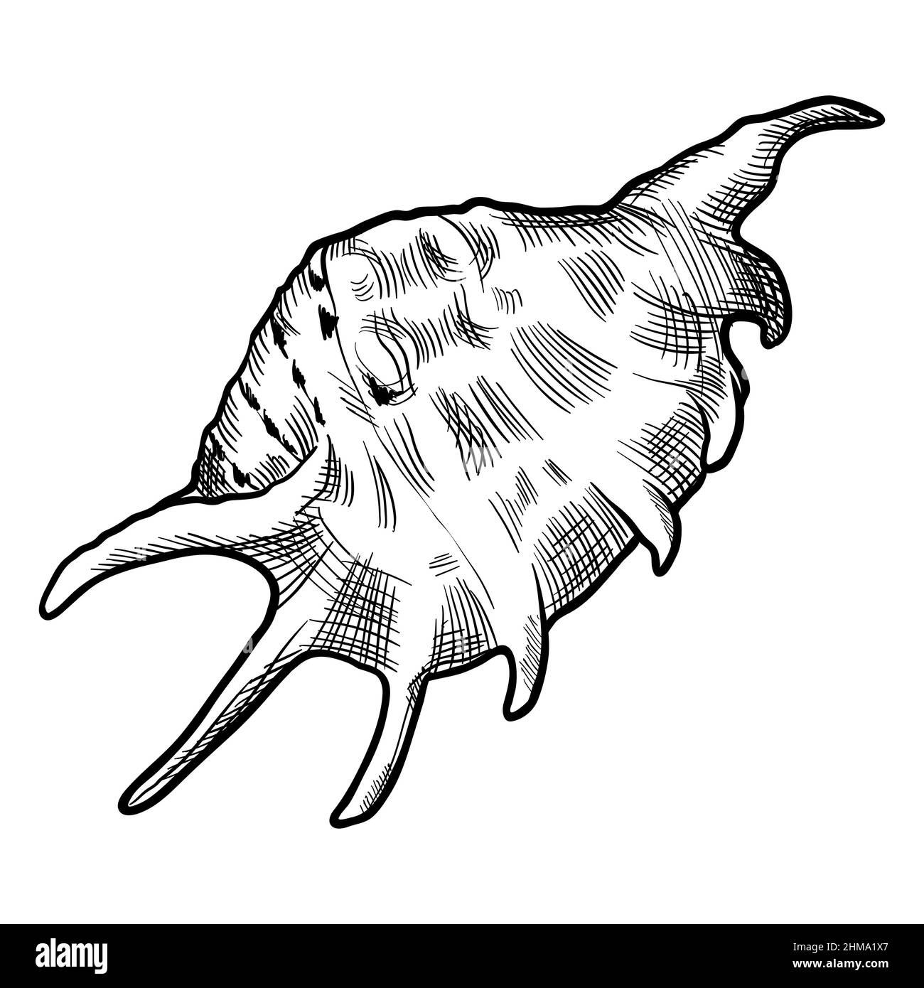 Stylized illustration of shell. Marine fauna and wildlife Stock Vector ...