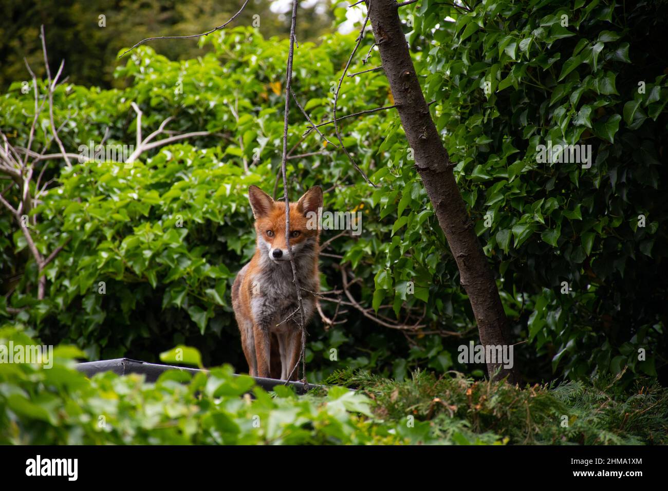 Fox in a green forest Stock Photo - Alamy