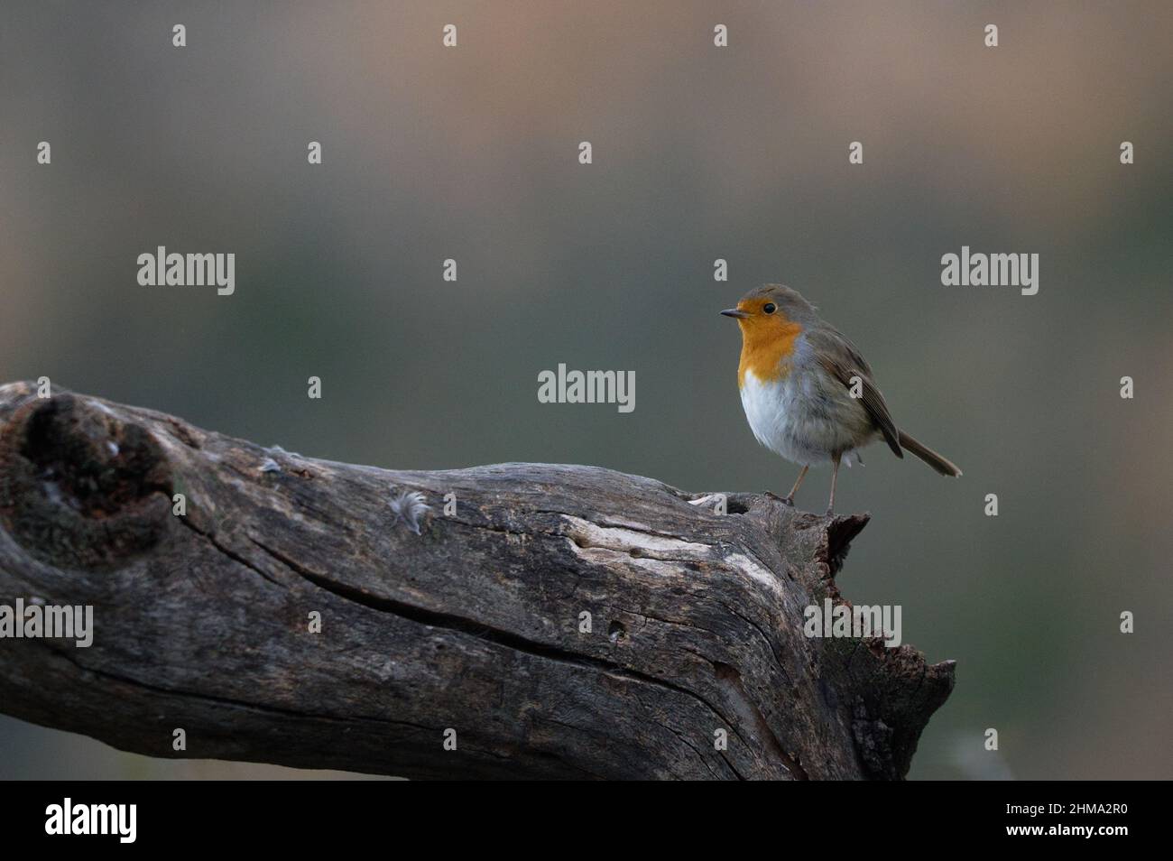 Cute tiny robin bird with yellow and white plumage sitting on wooden ...