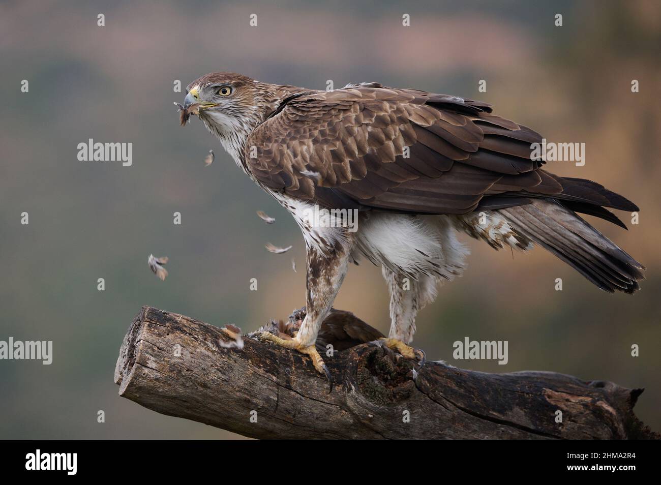Wild Aquila fasciata with brown plumage sitting on wooden trunk on ...