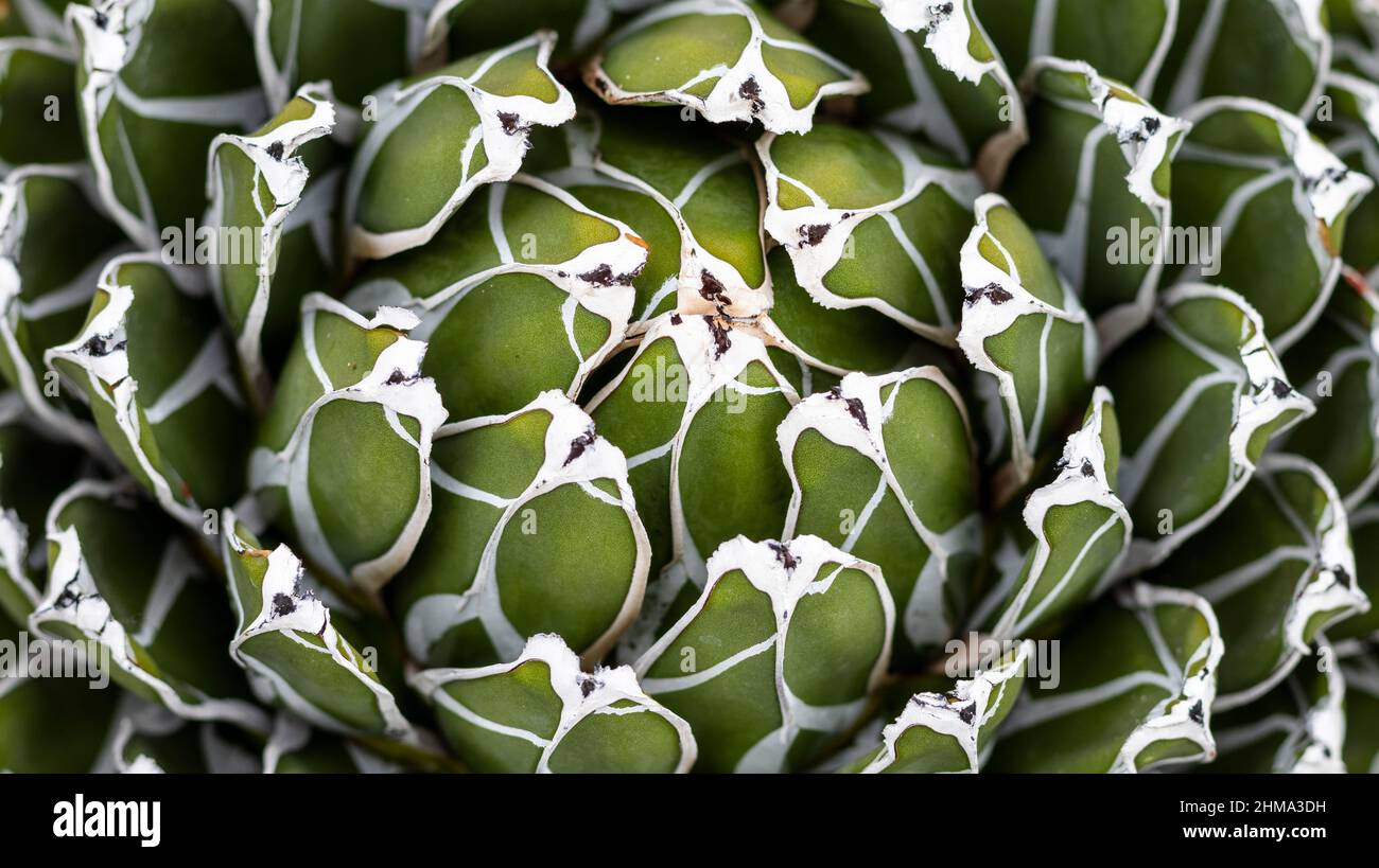 Royal agave plant center closeup view Stock Photo - Alamy
