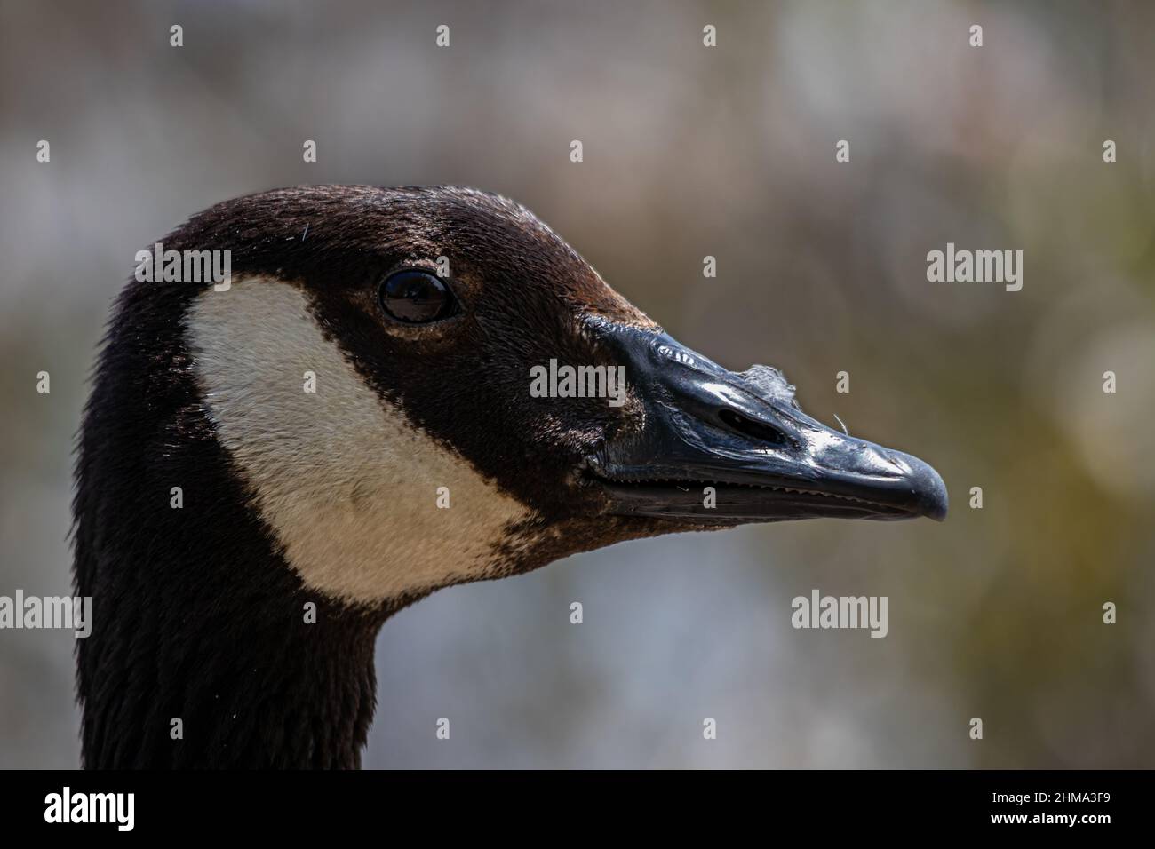 Close up of a Canadian Goose head. Brown background Stock Photo - Alamy