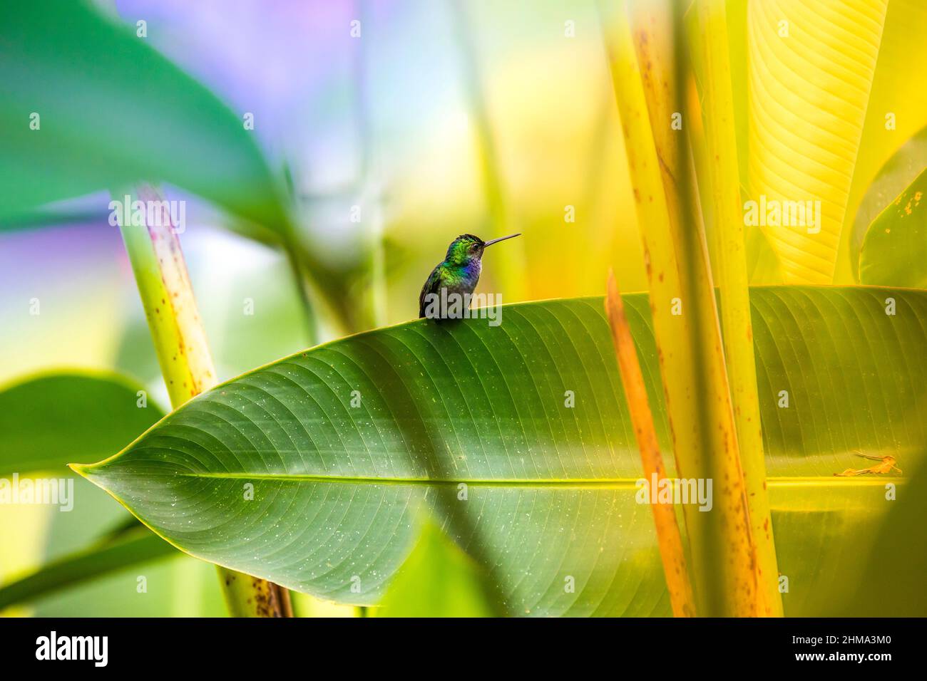 Small colibri sitting on green leaf on blurred background of verdant ...