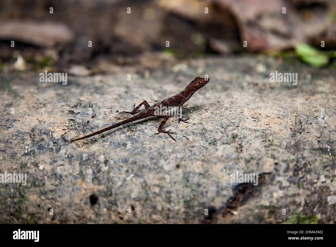 High angle of small lizard with brown skin creeping on rocky soil in ...
